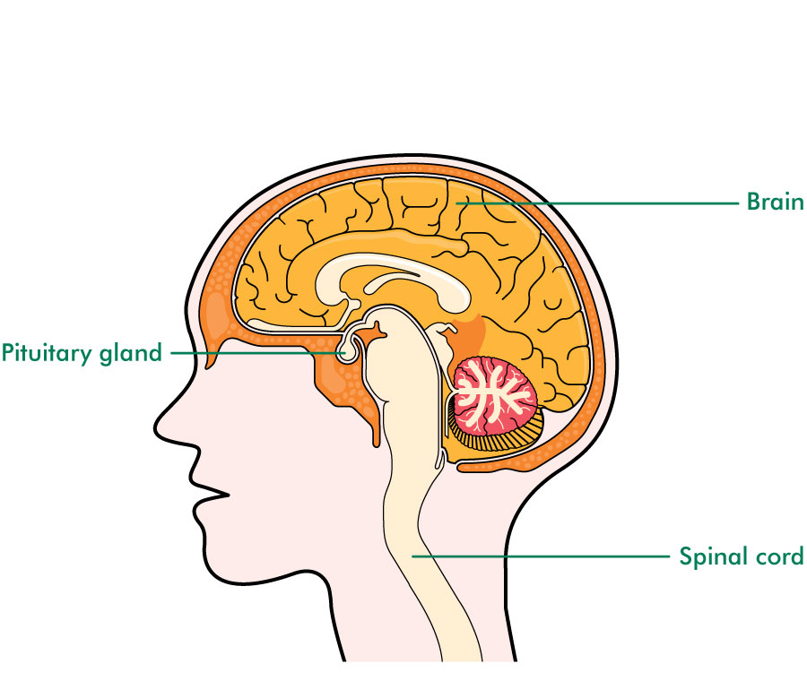 Endocrine Glands In Brain