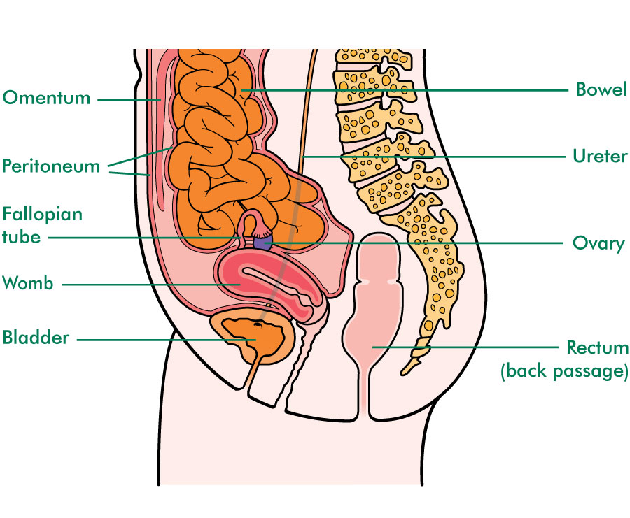 The Ovaries Fallopian Tubes And Peritoneum Macmillan Cancer Support