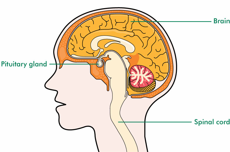 Multiple endocrine neoplasia 1 (MEN1) - Macmillan Cancer Support