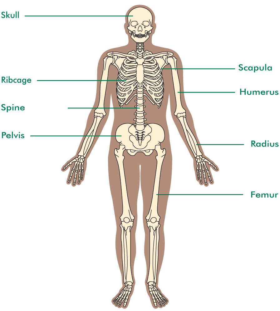 The Skeleton Macmillan Cancer Support
